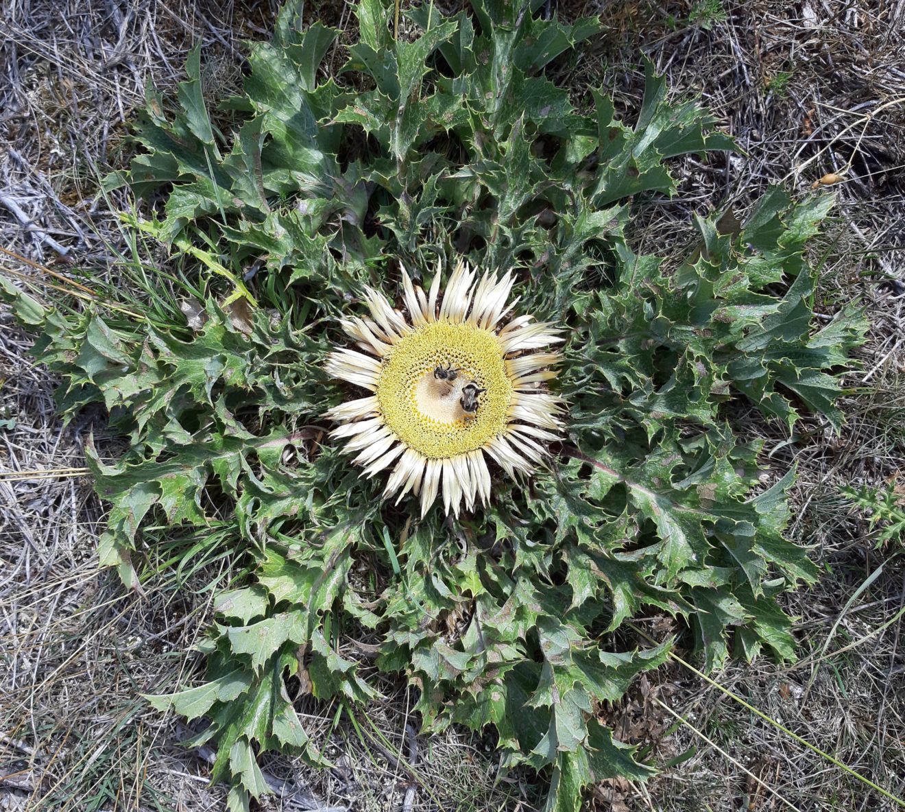 La biophilie - Association française de Biophilie et d'Ecothérapie