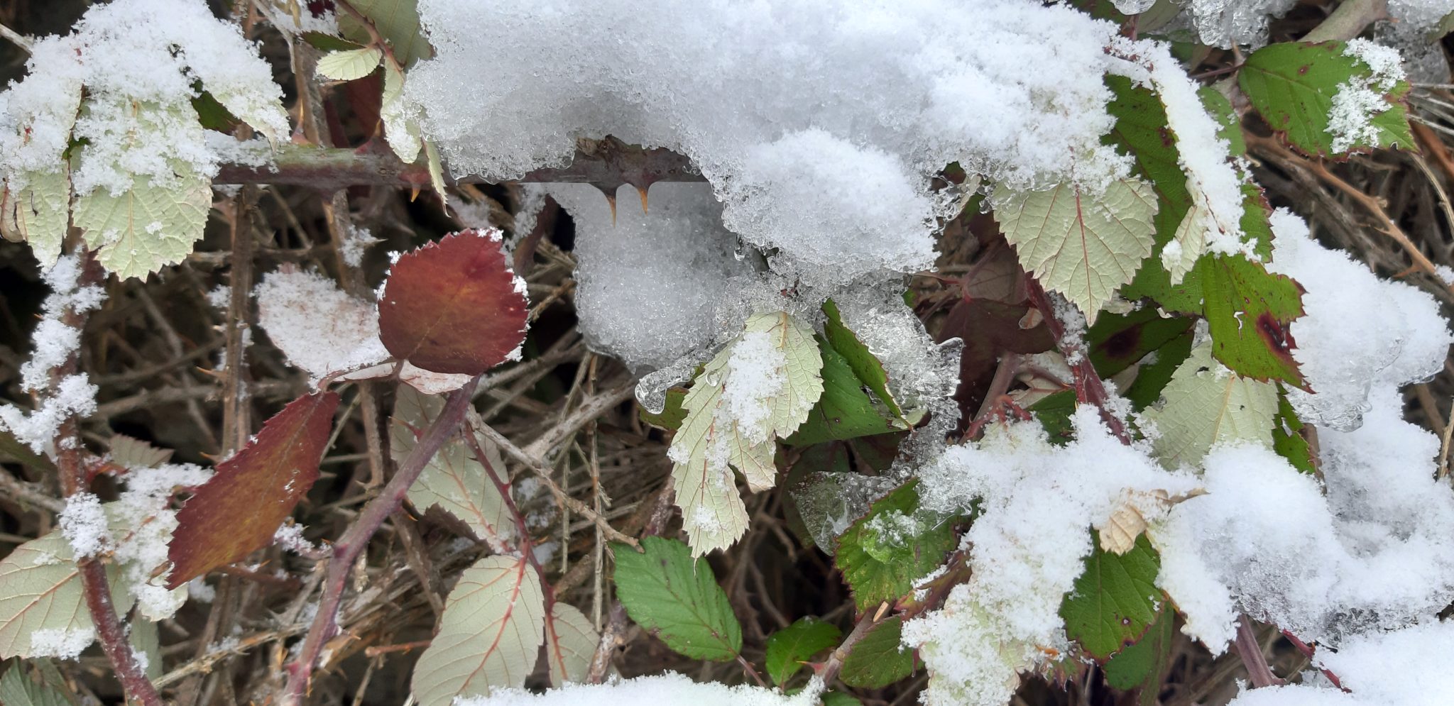 Une bain de forêt en hiver - A. F. Biophilie & Ecothérapie